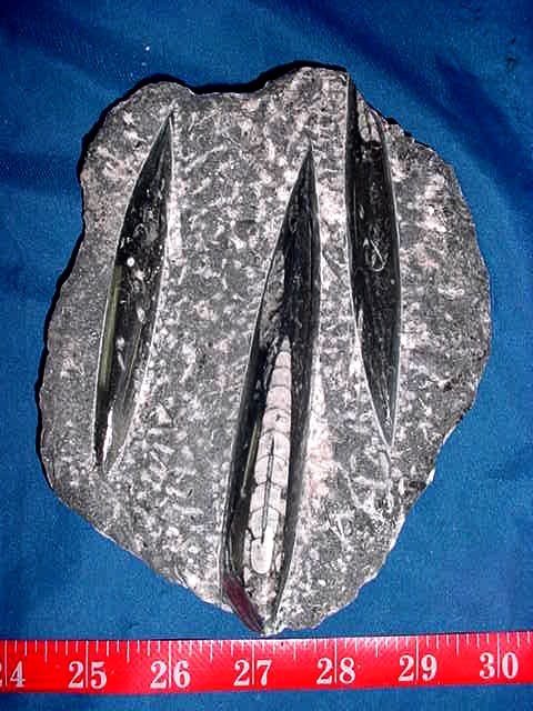 Orthoceras - Regular Plaques