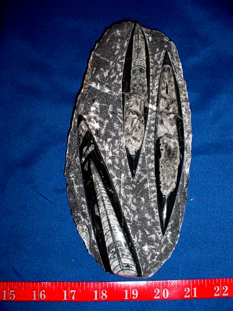 Orthoceras - Regular Plaques